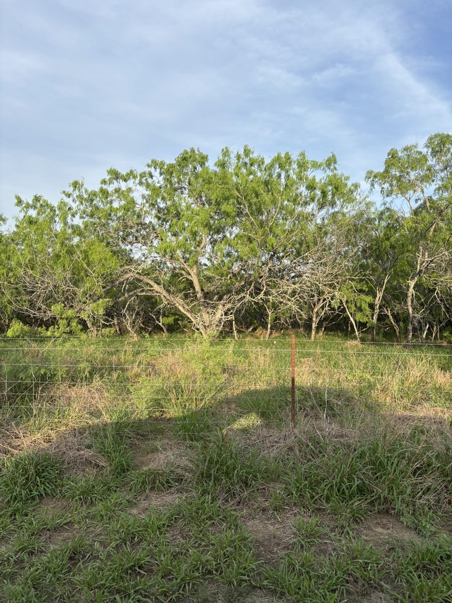 870± Acres Bordering King Ranch – Prime Kleberg County Land